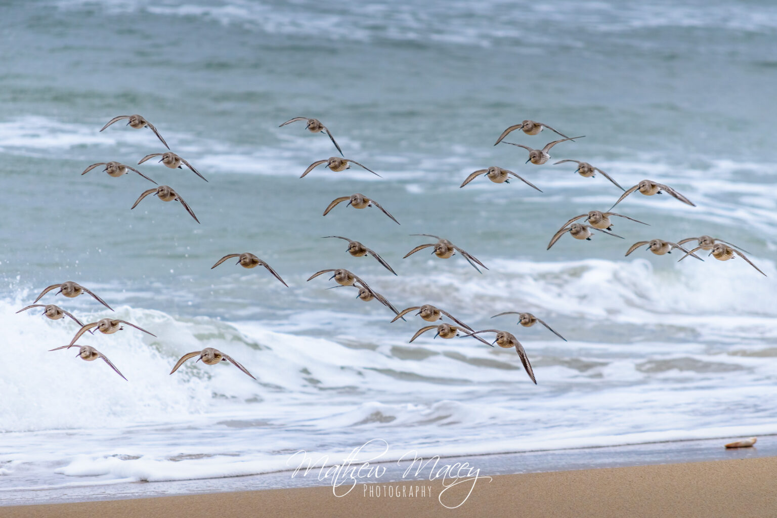 Birds - Mathew Macey Photography
