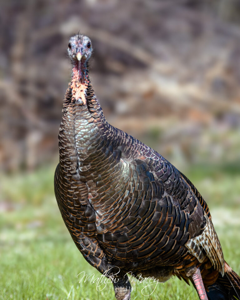 Birds - Mathew Macey Photography