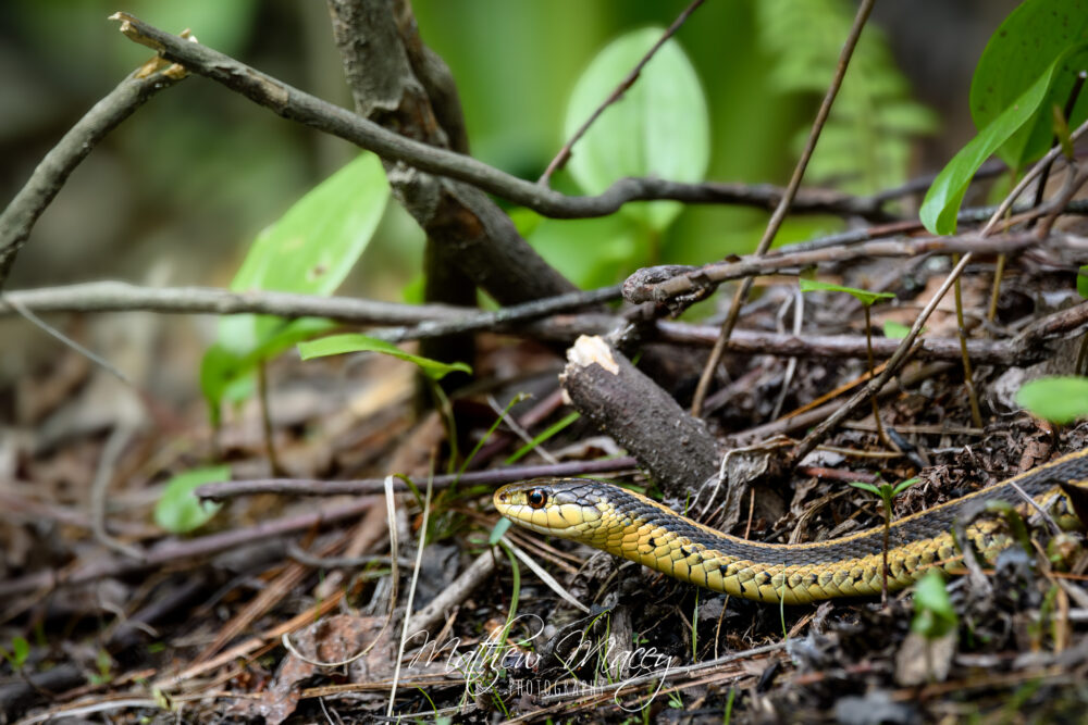 Home - Mathew Macey Photography