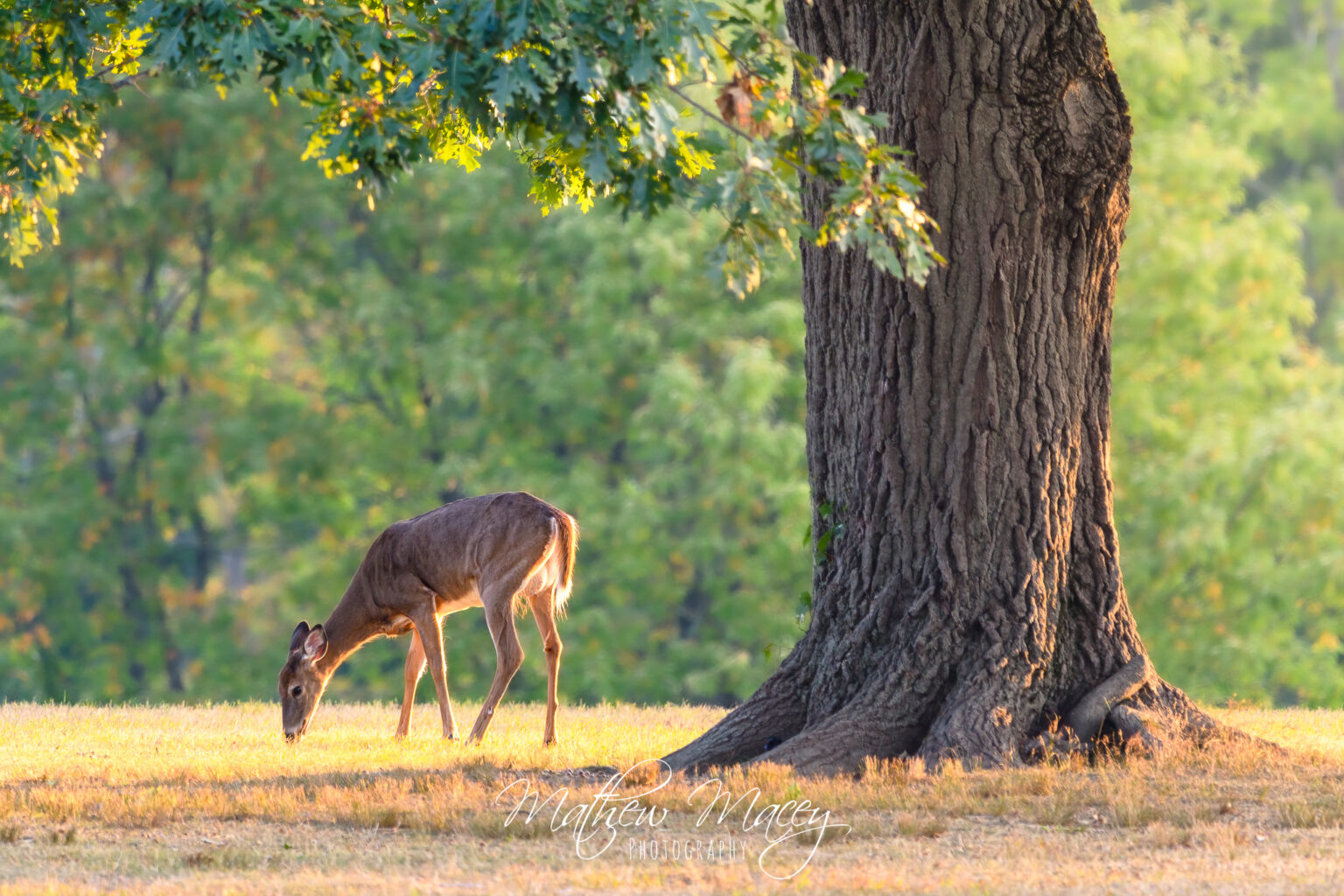 Home - Mathew Macey Photography