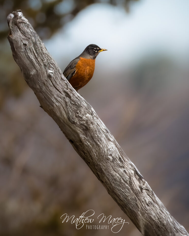 Birds - Mathew Macey Photography