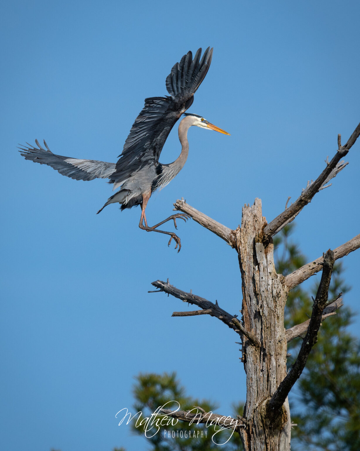 Birds - Mathew Macey Photography