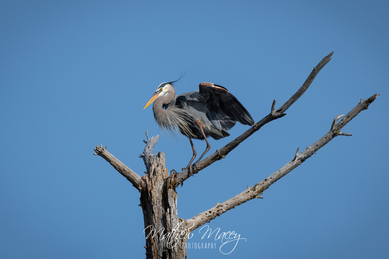 Birds - Mathew Macey Photography