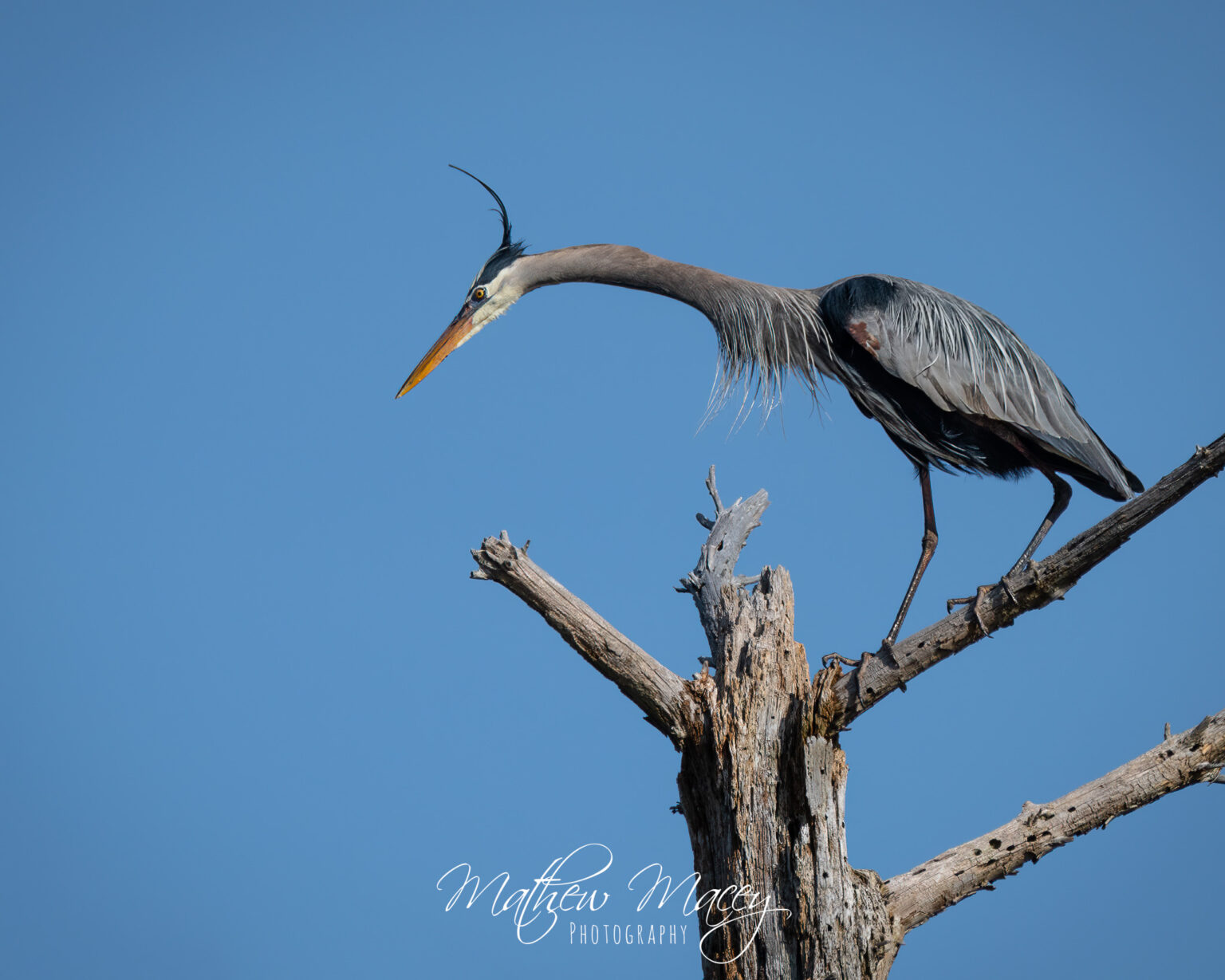 Birds - Mathew Macey Photography