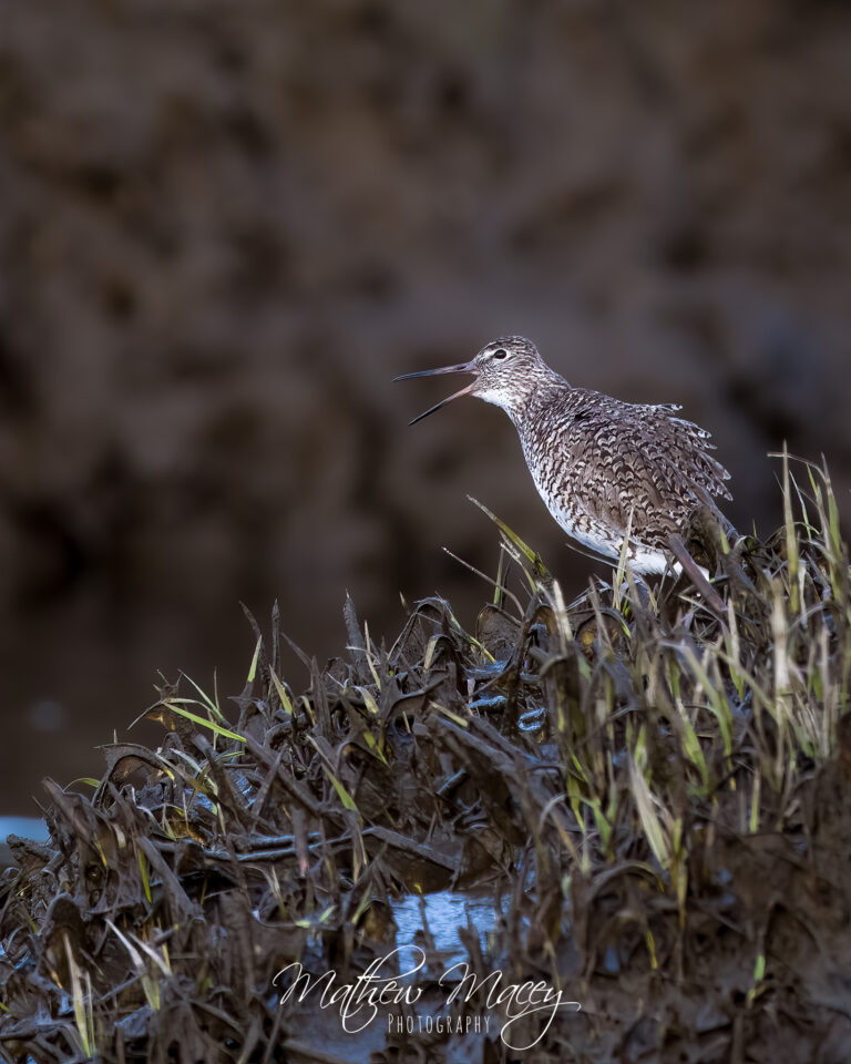 Home - Mathew Macey Photography