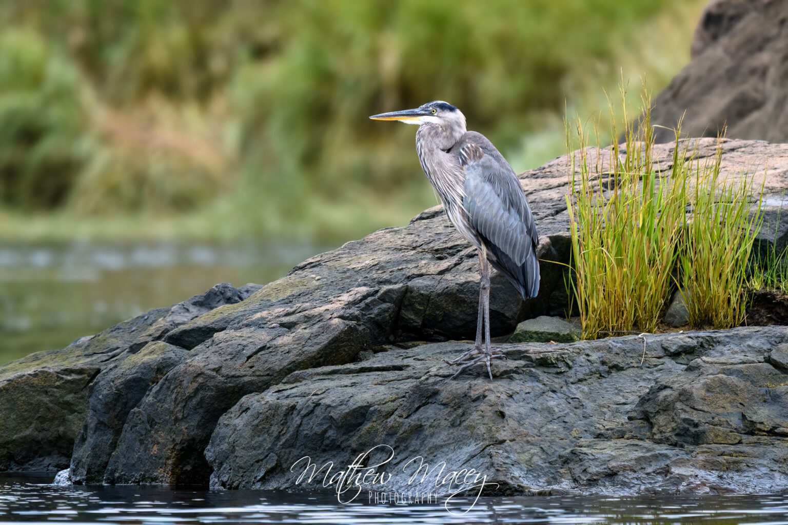 Home - Mathew Macey Photography