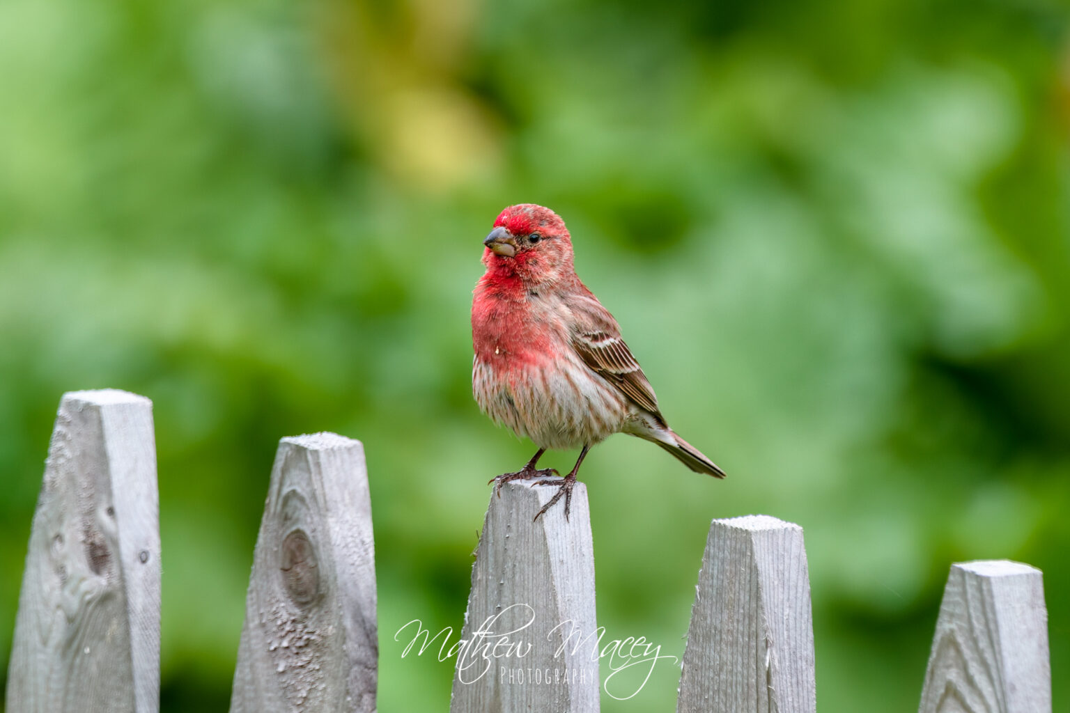 Home - Mathew Macey Photography
