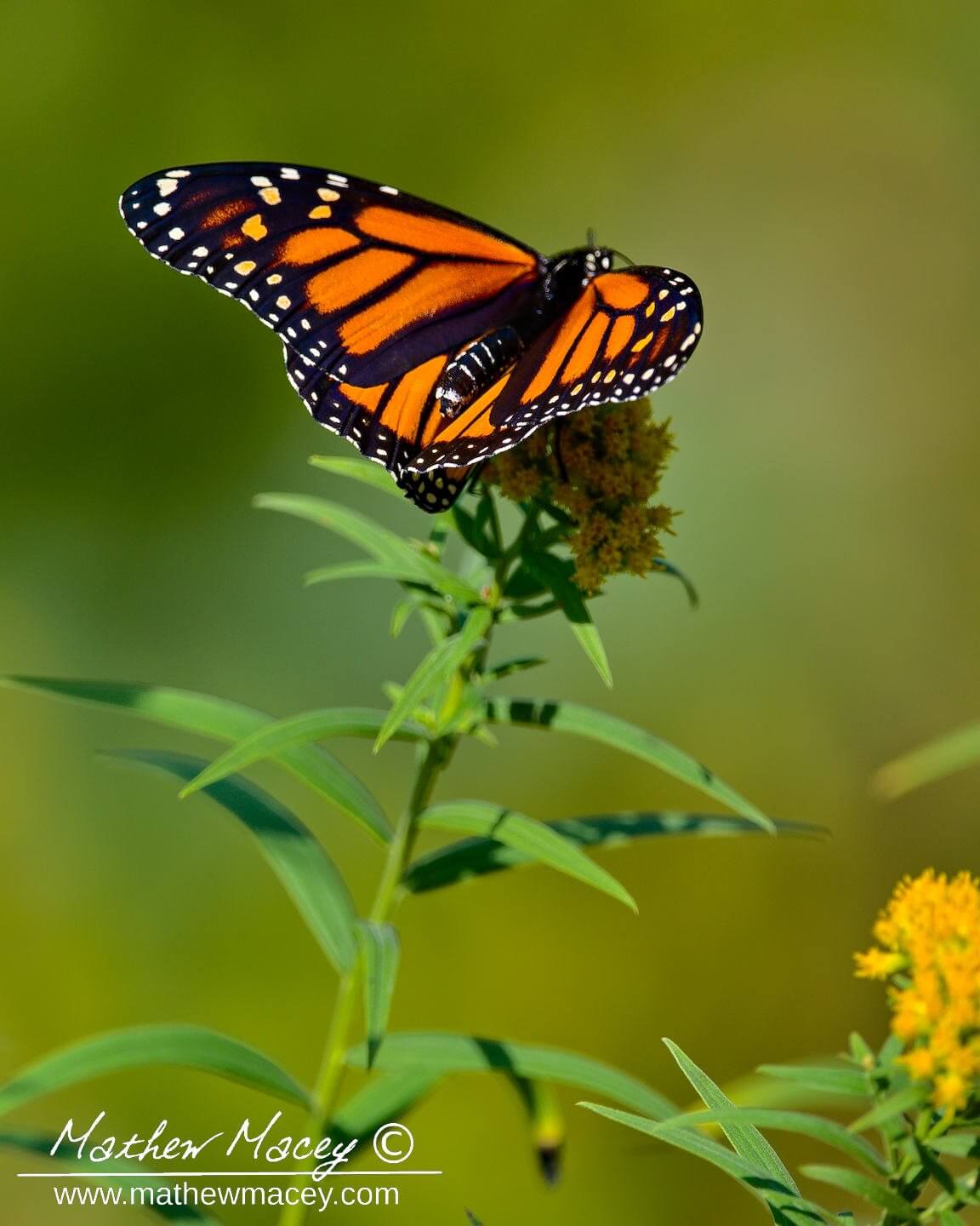 Home - Mathew Macey Photography