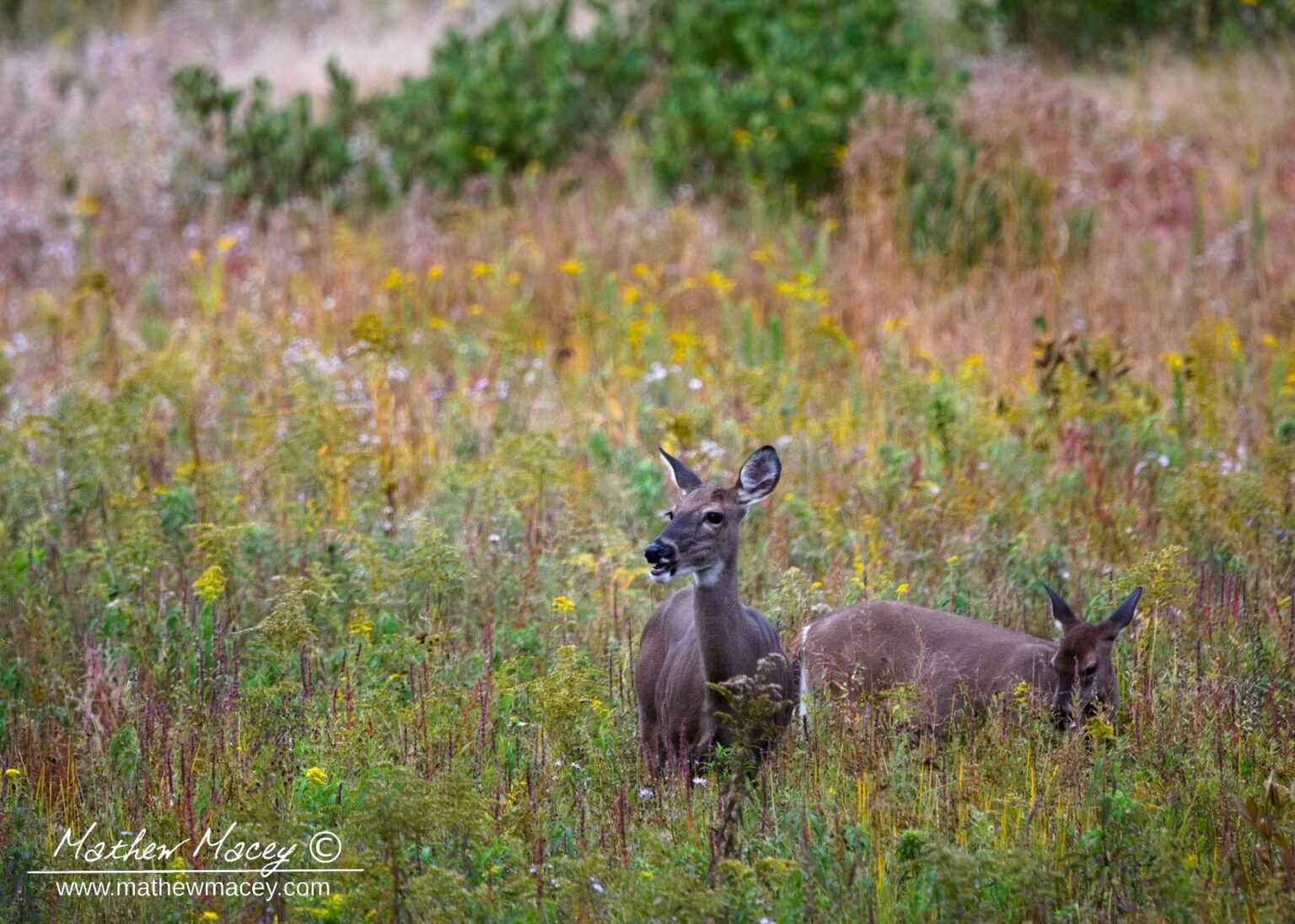 Home - Mathew Macey Photography