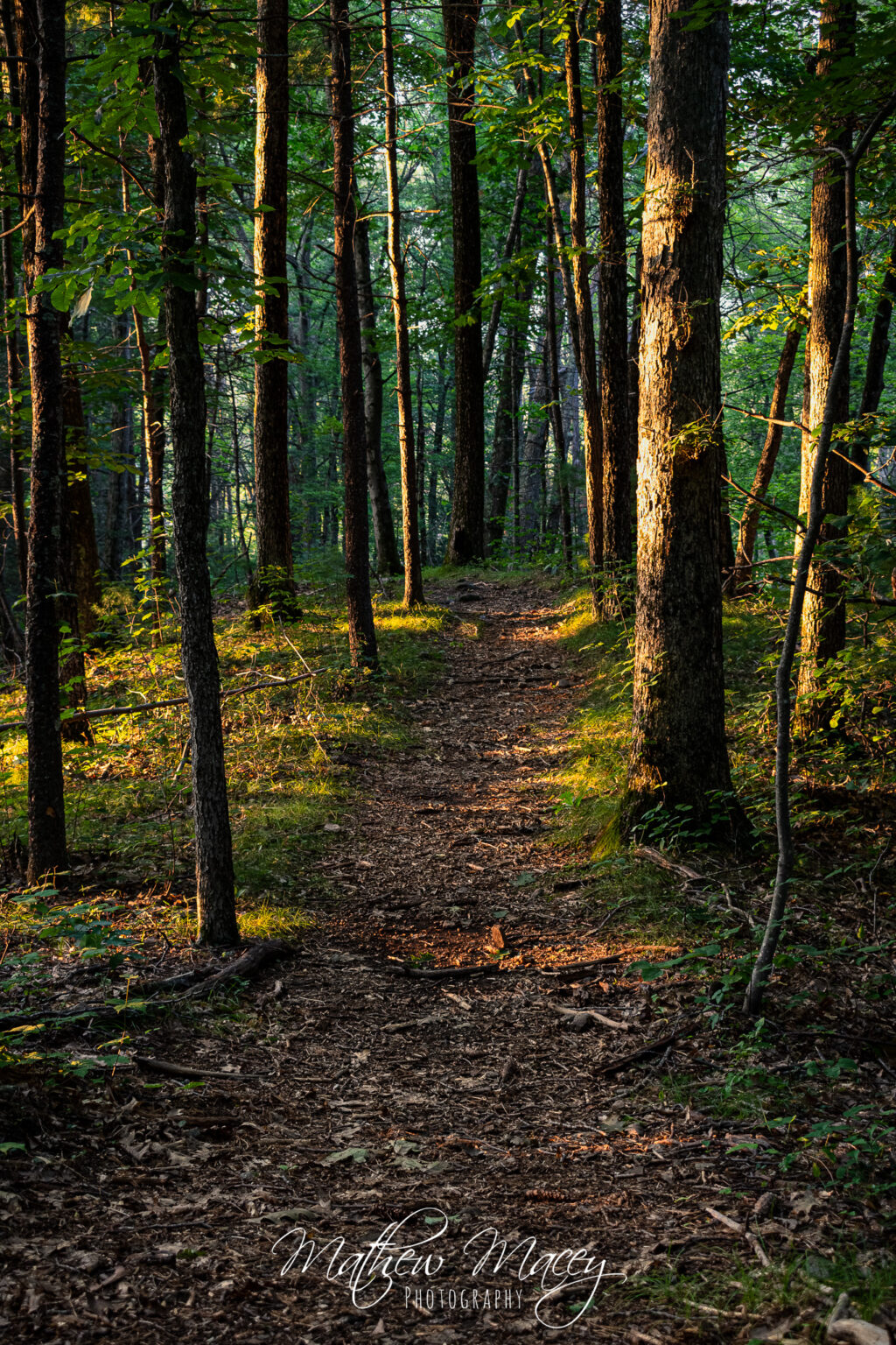 Home - Mathew Macey Photography