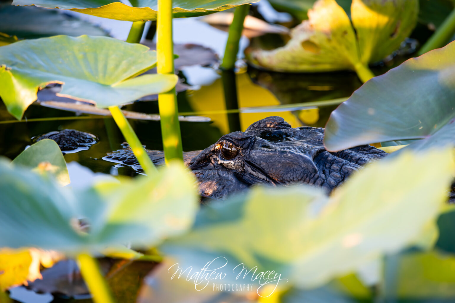 Home - Mathew Macey Photography