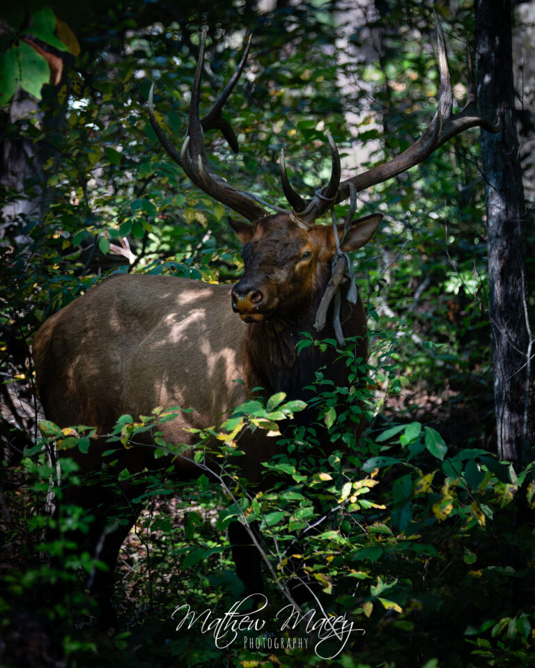 Home - Mathew Macey Photography