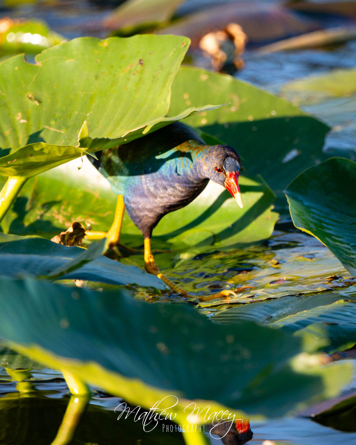 Home - Mathew Macey Photography